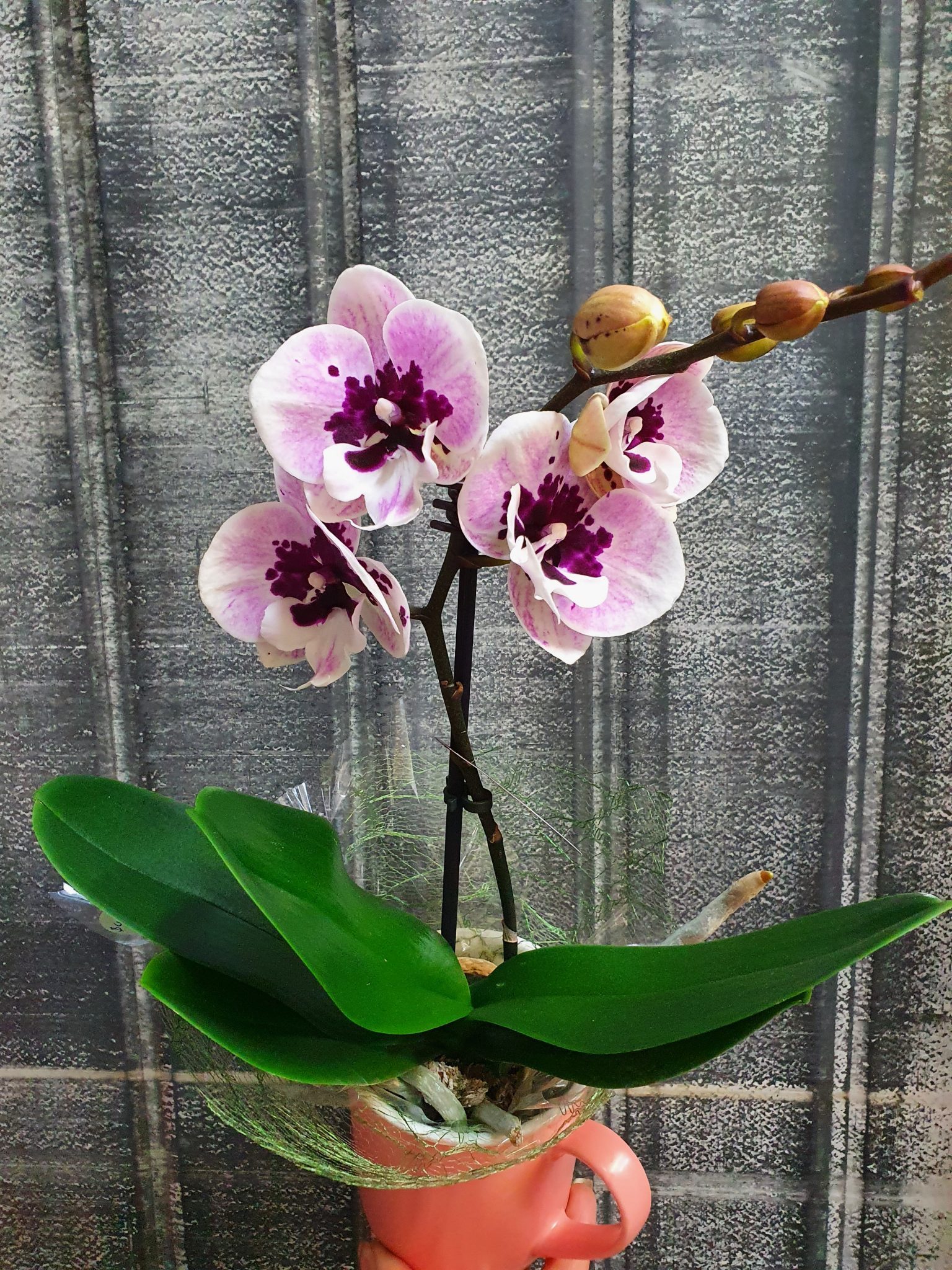 Mini phalaenopsis orchid | Rainflorist